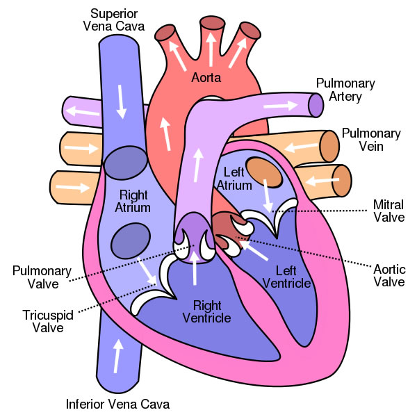 Structure And Function Of The Heart Arteries Veins Capillaries HSC Structure And Function Of The Heart Arteries Veins Capillaries HSC